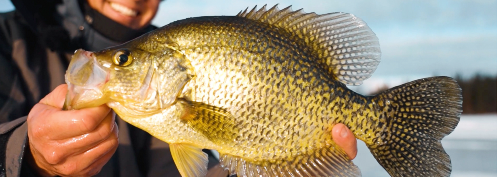 Talon Crappie & Panfish